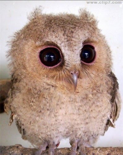 Fotografias aves: Foto de ave bebe [21-10-15]