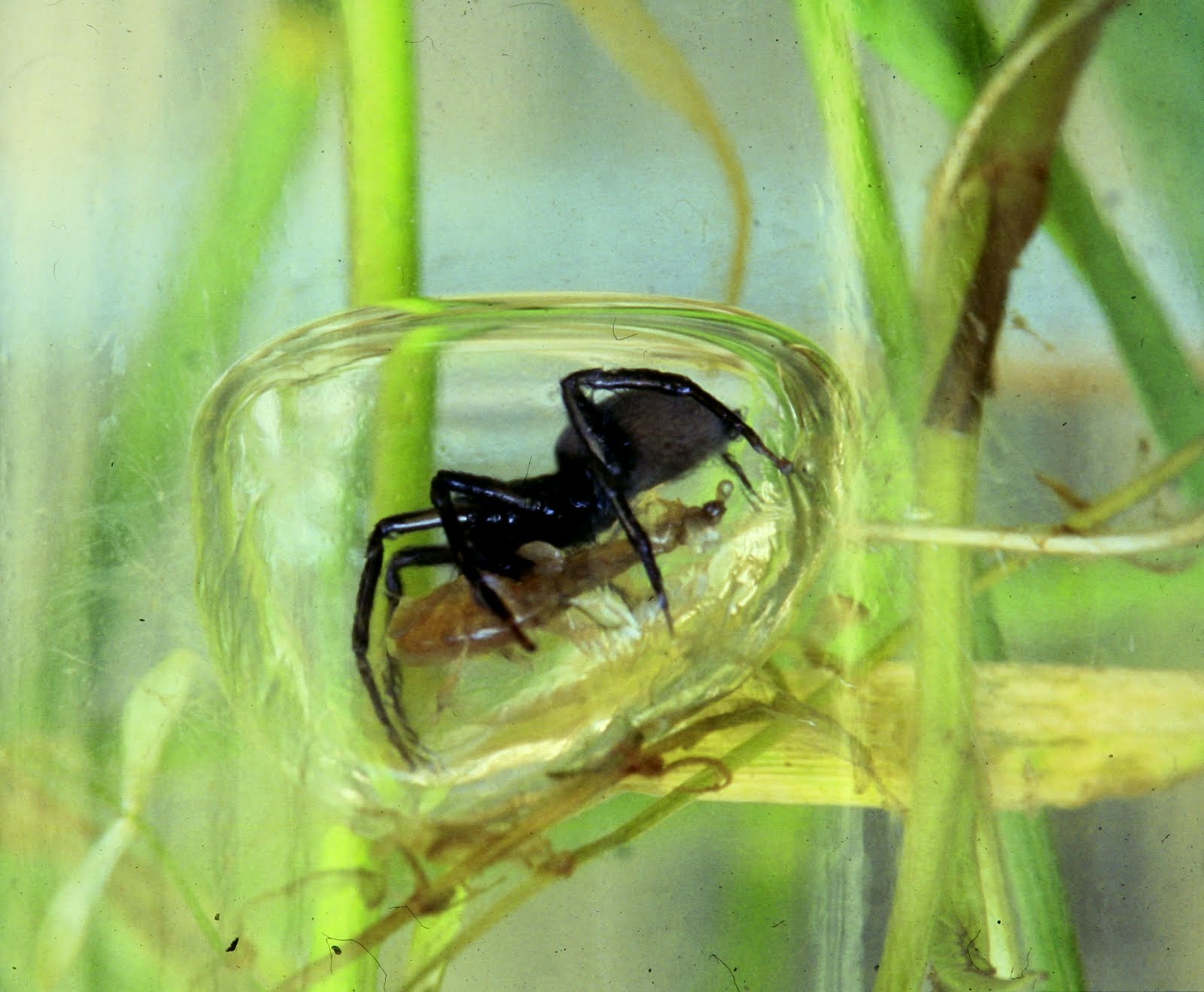 Diving bell spider - Alchetron, The Free Social Encyclopedia