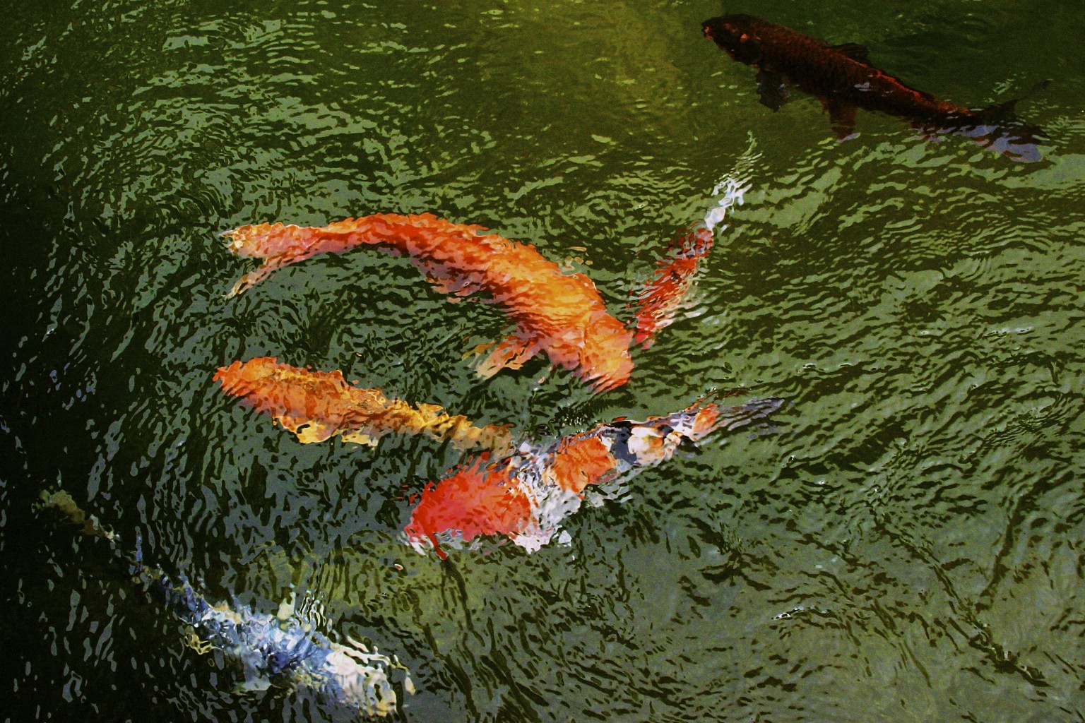 Chino: Koi Peces Japoneses