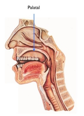 Phonology Chapter 1 - English Education