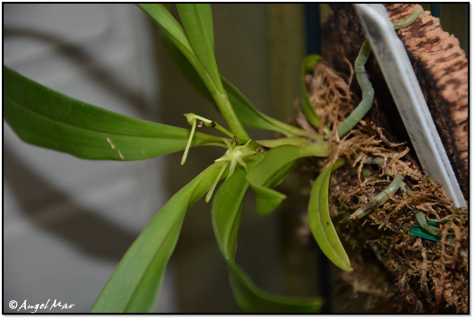 Orquídeas Blog de Angel Mar: Angraecum calceolus (Flores diminutas)