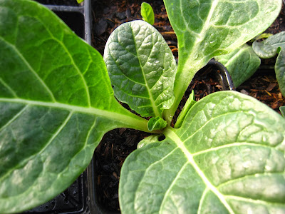 Arrowhead Alpines Blog: Growing (real) mandrakes!