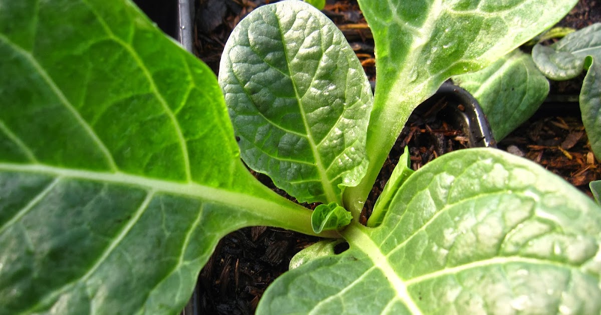 Arrowhead Alpines Blog: Growing (real) mandrakes!