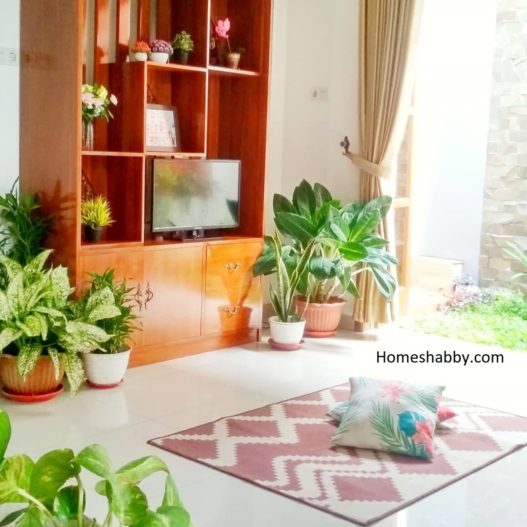 6 Tanaman Di Tempat Gelap Yang Cocok Jadi Dekorasi Indoor ~ Homeshabby ...