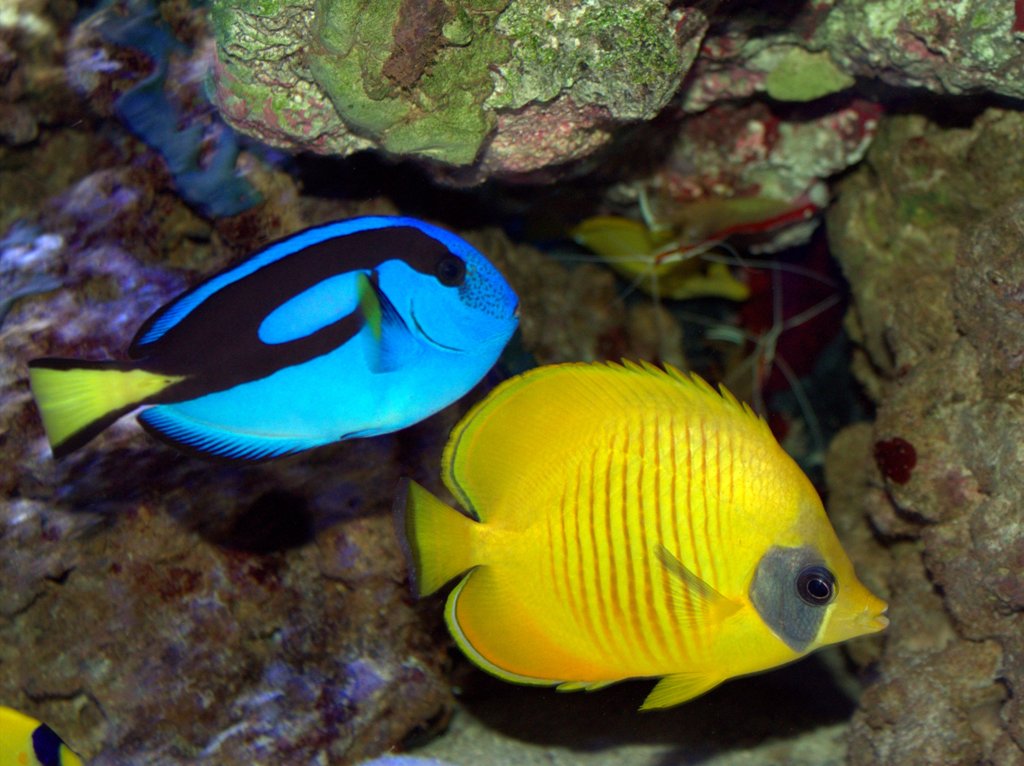 Howard`s Reef: FOWLR Tank (Percula 120)