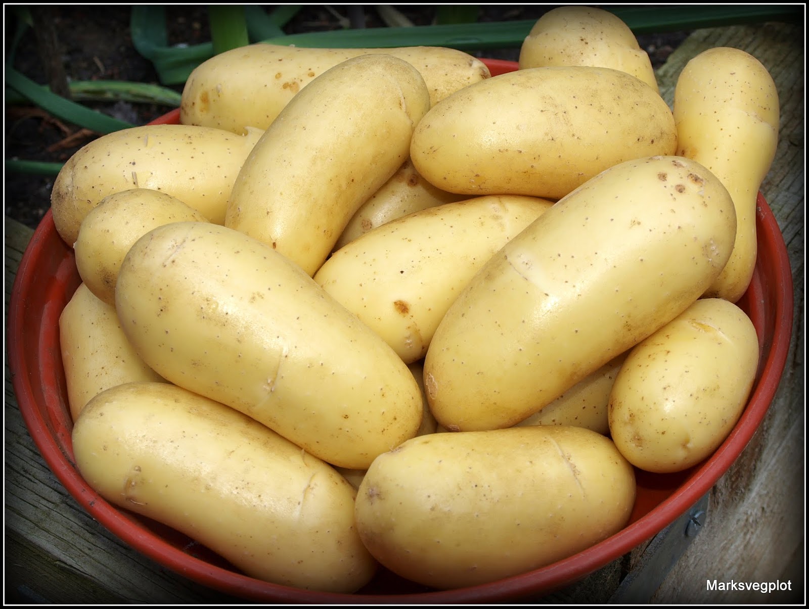 Mark's Veg Plot: Potato-growing jargon-buster