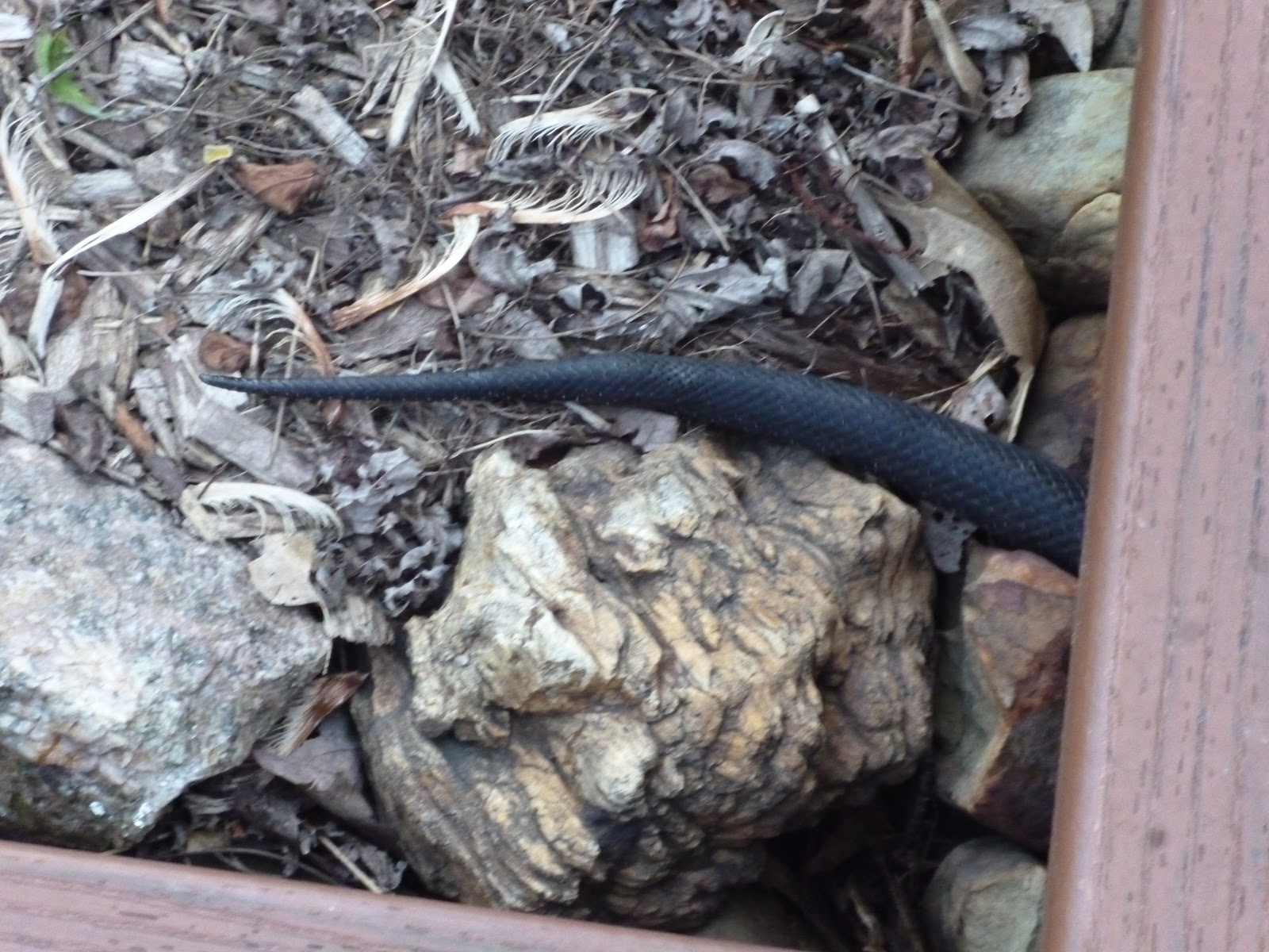 darlaville: sss = snake