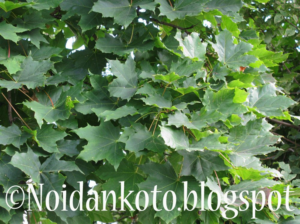 Noidankoto; Valkosipulia ja Salviaa: Vaahtera (Acer)