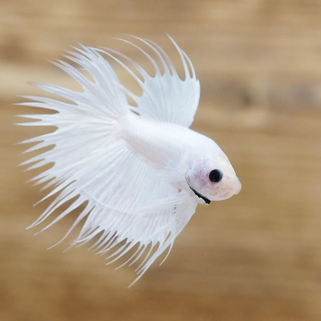 The Majestic Live Male White Platinum Crown Tail Betta Fish