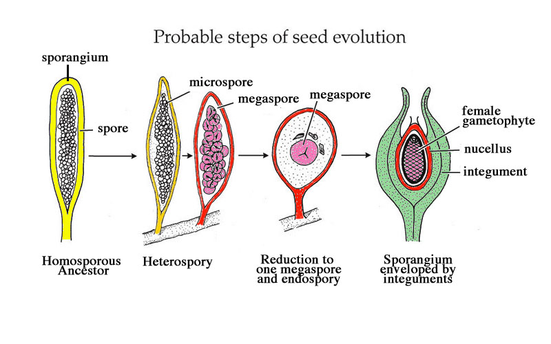 The Evolution Of Seed Habit - Your Learning Point