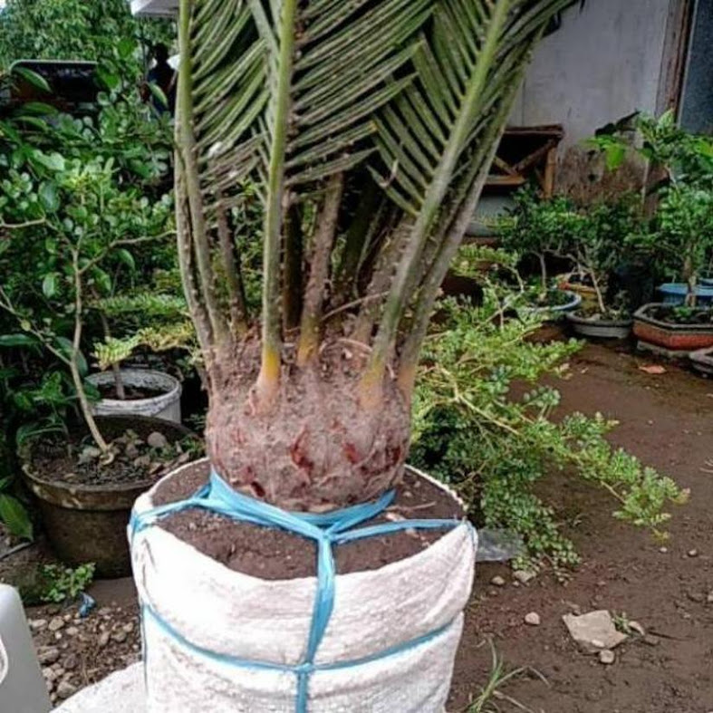 Petani Bibit Bunga Viral Palem Sikas Mawar Ukuran Besar Dan Jumbo ...