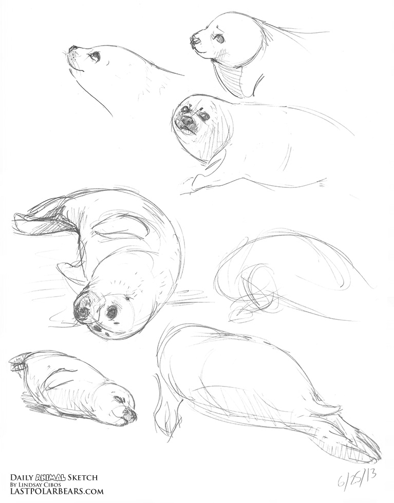 Lindsay Cibos' Art Blog: Daily Animal Sketch - Arctic Bundle