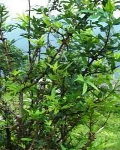 तिमूर या टिमरू (Winged prickly ash)