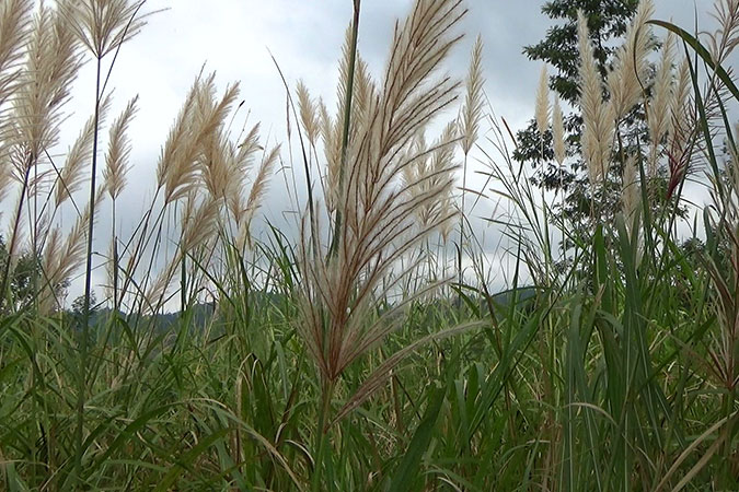 Gelagah (Saccharum spontaneum)