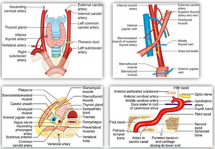 Great vessels of head and neck l General anatomy revision - WikiDentia