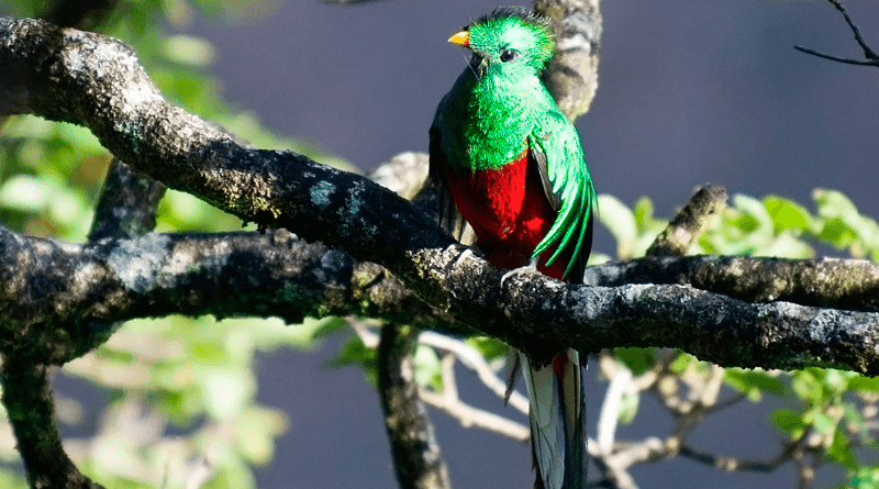 ANIMALS TIME : Quetzal (Gallery 4)