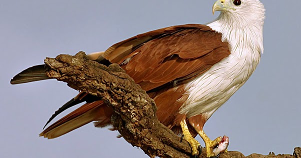 Cara Merawat Elang ~ Hewan Kesayangan