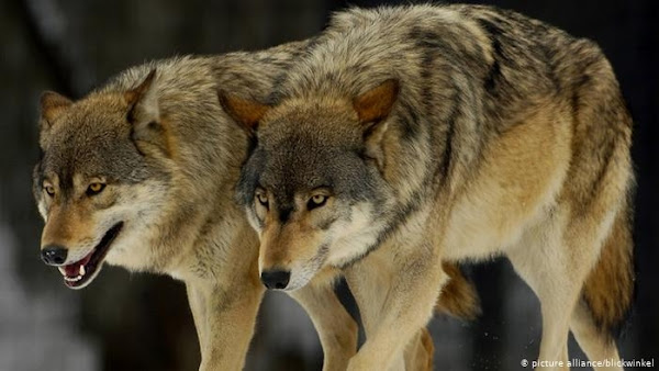White Wolf : Wolf hunting banned in Slovakia