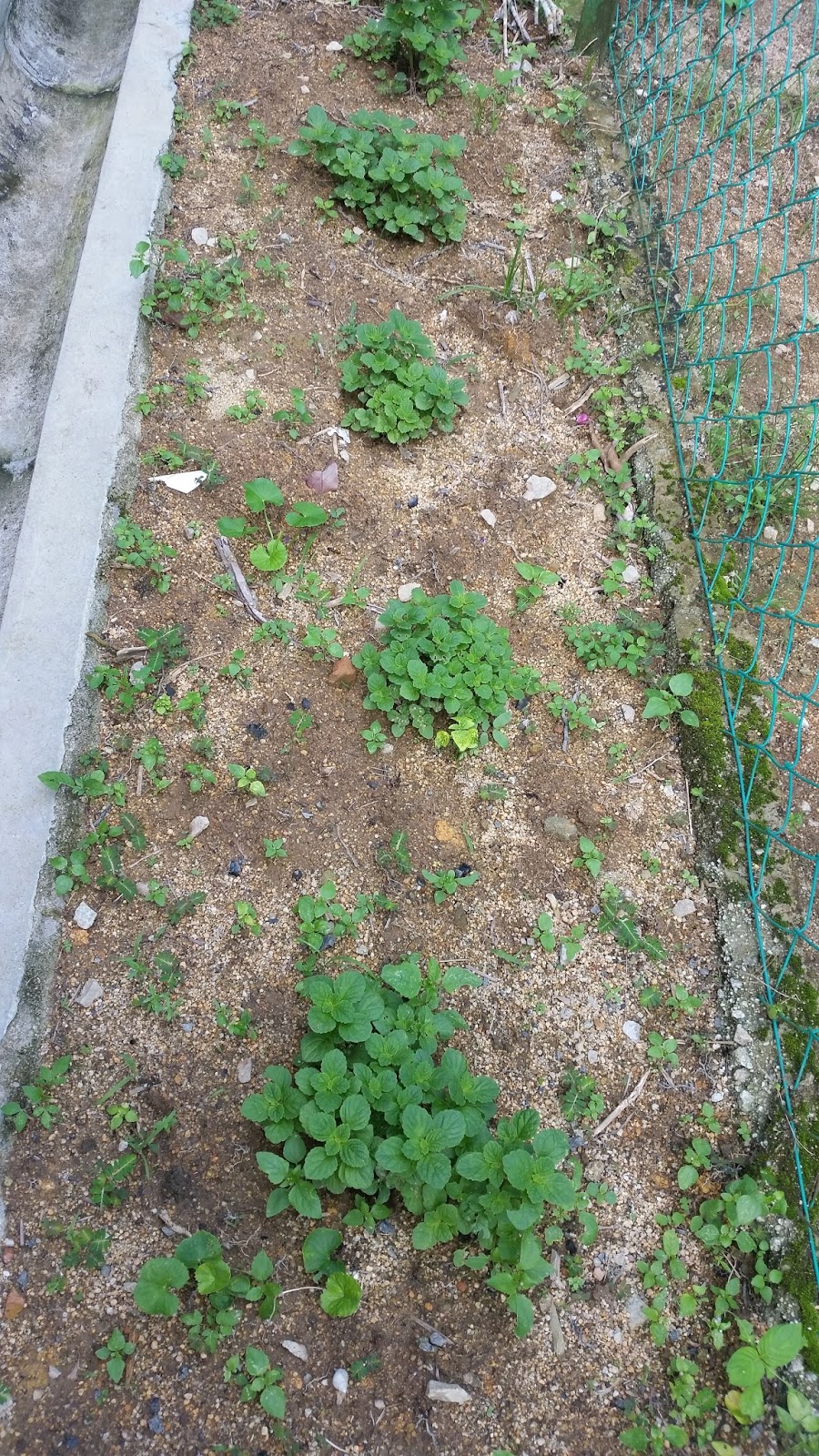 Warisan Petani: Tanaman Kentang Jembut