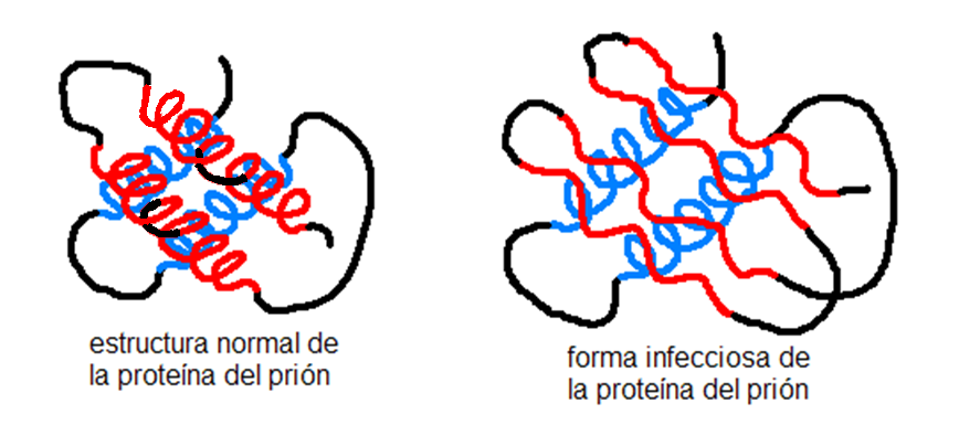 CURIOSIDADES CIENTÍFICAS : Los priones, una nueva forma de agente ...