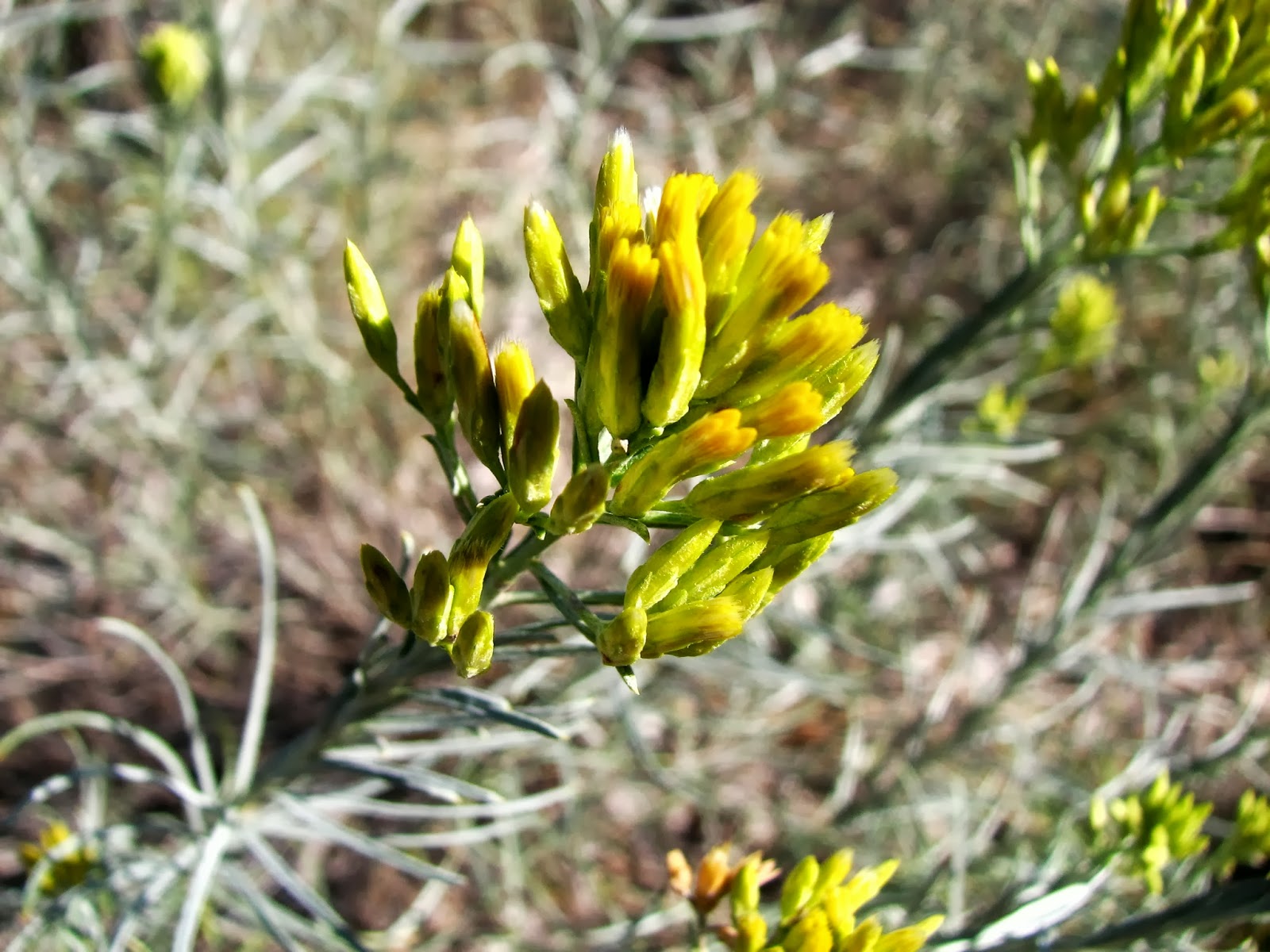 Flora montana: Rabbitbrush