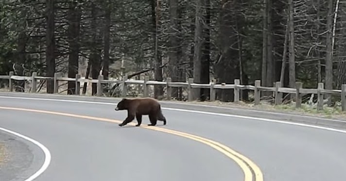 White Wolf : Yosemite Park releases images of wildlife roaming free ...