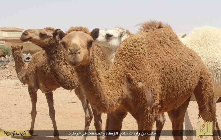 Pembagian Zakat dan Shodaqoh di Kota Rutbah [Al Anbar] « Muslim Satu