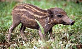 Only in the Philippines: List of Endangered Animals in the philippines