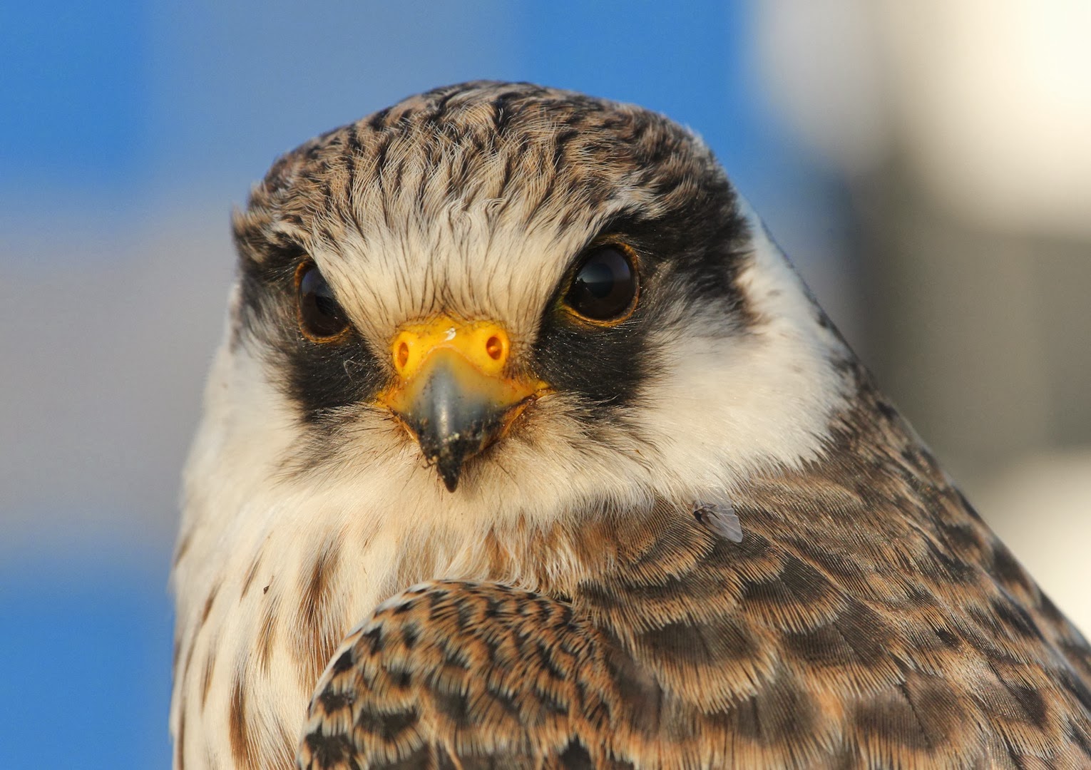 PELAGIC BIRDER: Raptor rumble