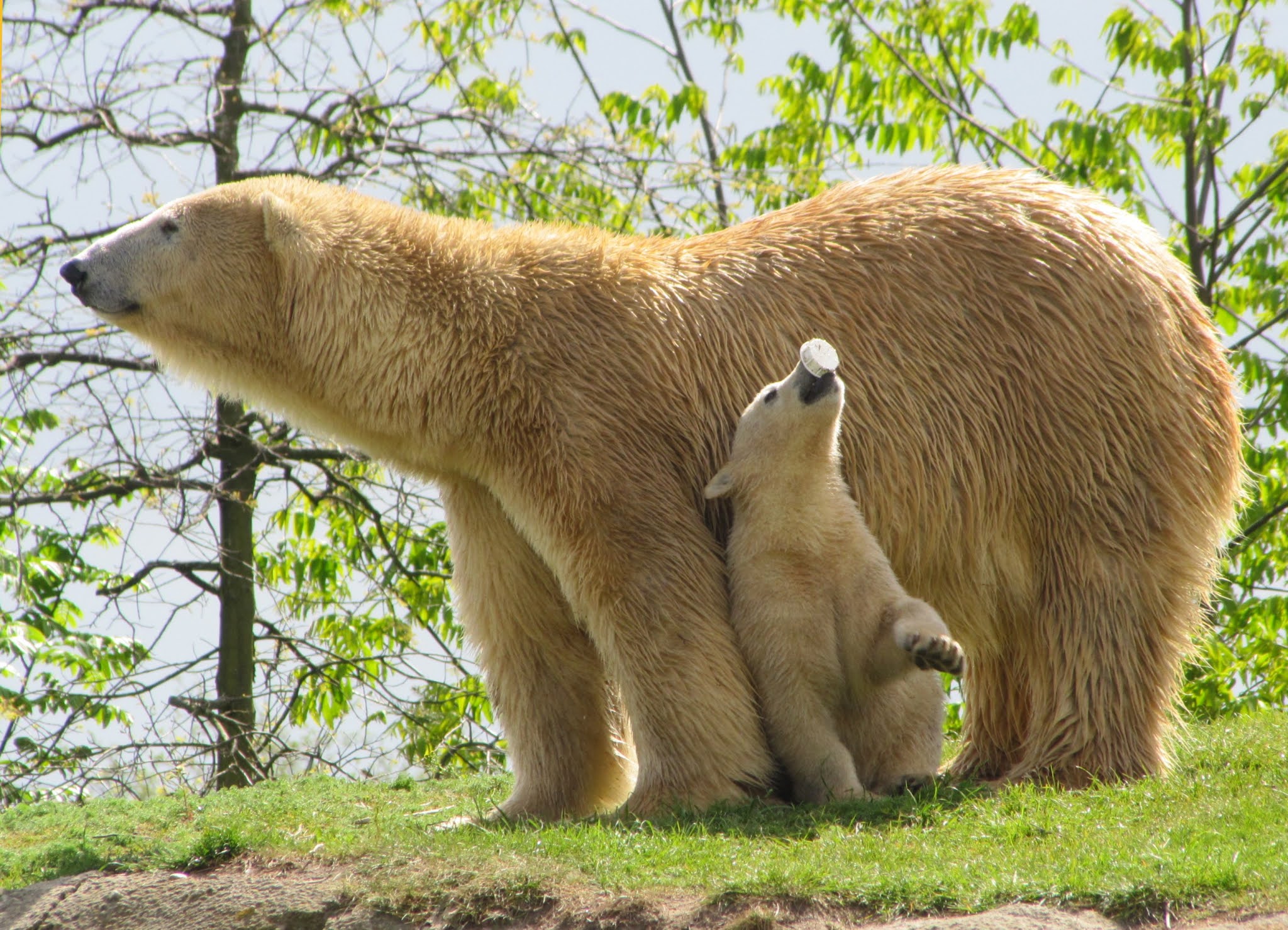 My Polar Bear Friends and Friends of Polar Bears: Mother Olinka at rest now