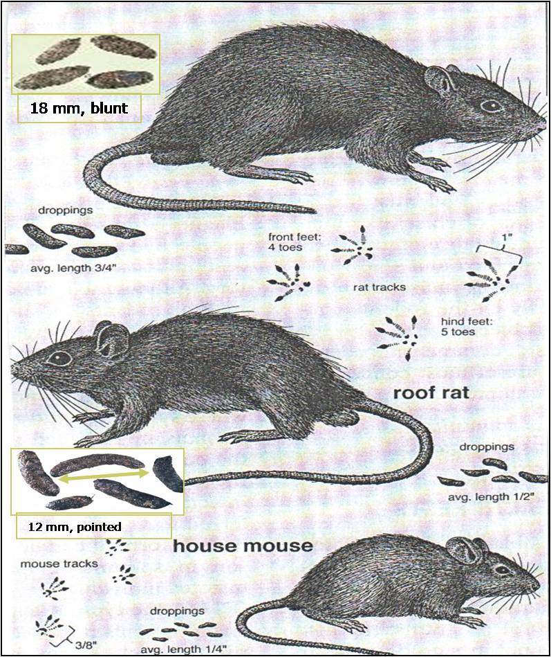 Pembasmi hama: Hama tikus dan Cara Pengendaliannya