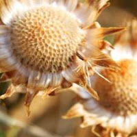 Los martes, micro: 2012