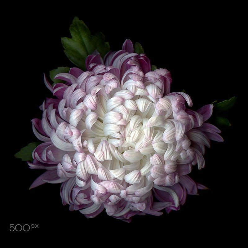 Hagoromo Chrysanthemum by Magda Indigo