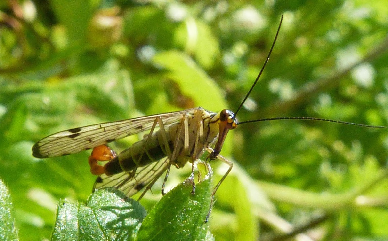 Insects of Scotland: Lacewings/Scorpion Flies