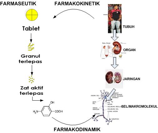 Belajar Mudah Kimia Medisinal: Bagaimana Obat Berefek?
