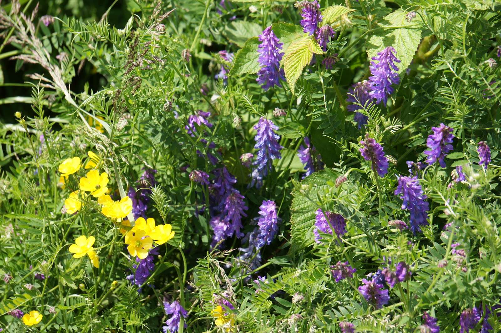 Bill and Nancy wandering: Newfoundland spring flowers