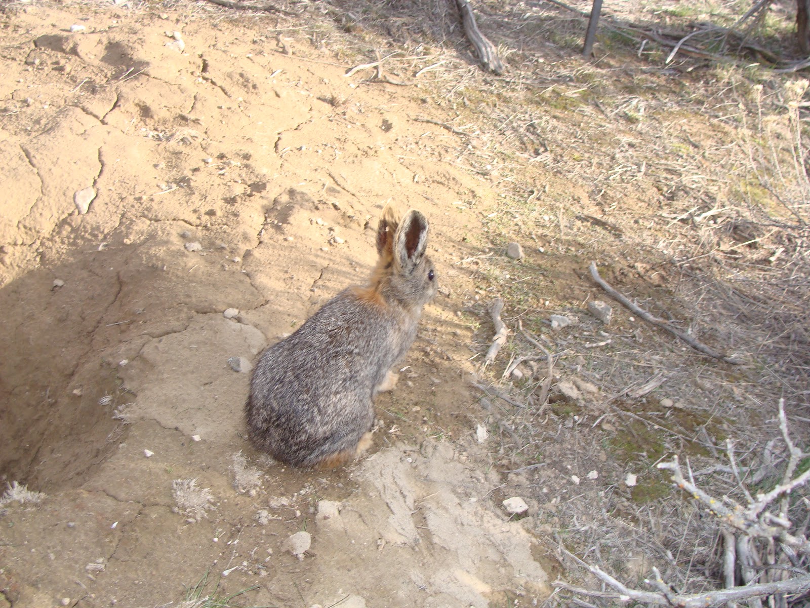 Word from the Wild: Riding the Range with Pgymy Rabbits