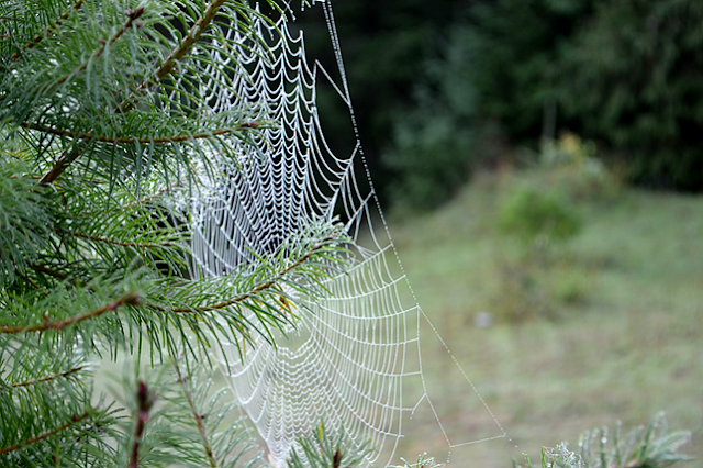Art Threads: Friday Inspiration - Spider Webs