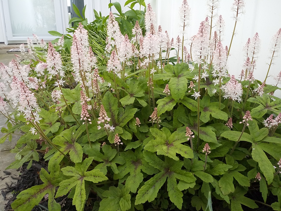 Future Plants by Randy Stewart: Tiarella & Heucherella
