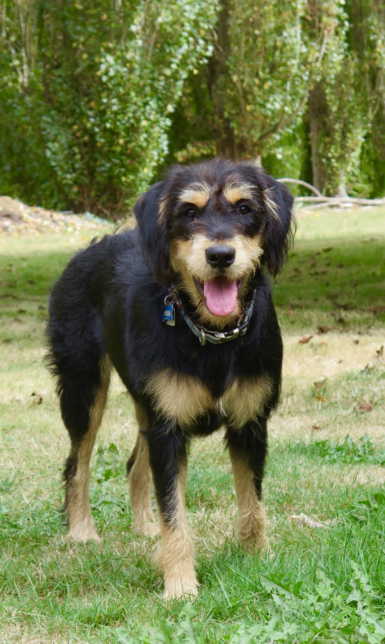Studio at the Farm: NINA [AKA - THE WEINER] - DOG PORTRAIT IN ...