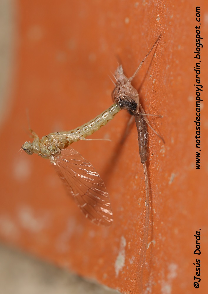 Notas de campo y jardín: Efémeras. El misterio de los "bichos" pegados ...