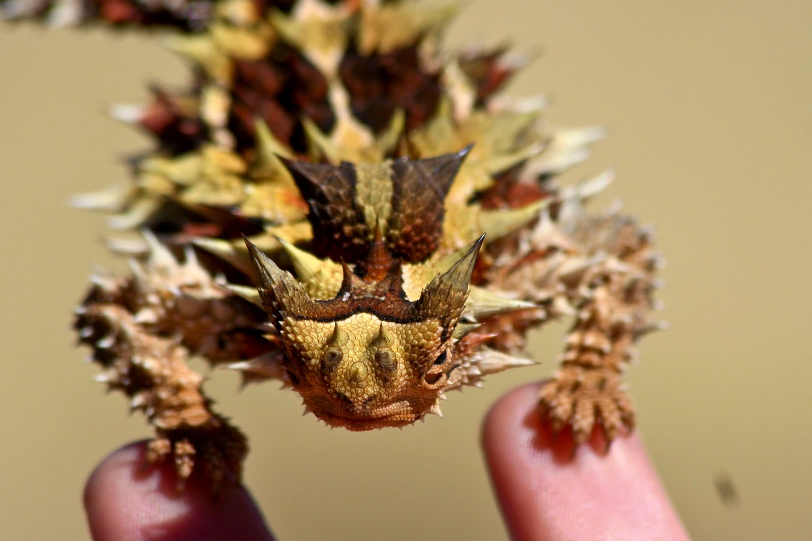 THORNY DRAGON photos - wallpapers (ανανεωμένο) | the fun bank