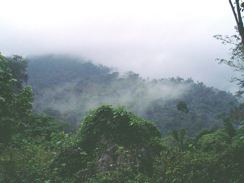 CLIMAS DE ECUADOR: Clima Tropical Húmedo