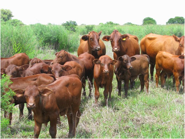 Farmer's Creek: SANTA GERTRUDIS BREED