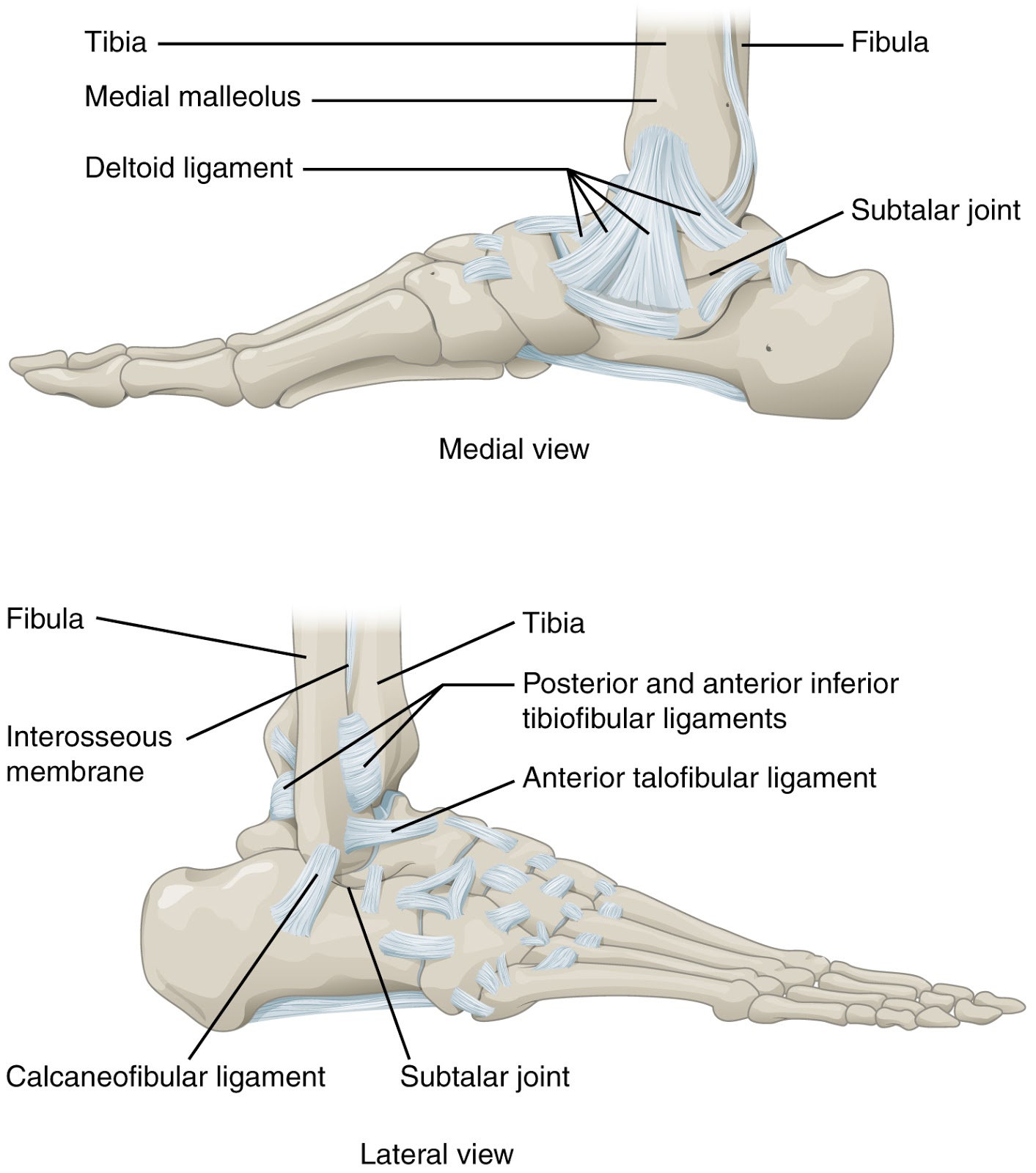 Michelle Koo's Anatomy and Physiology Blog: More Effective Joint ...