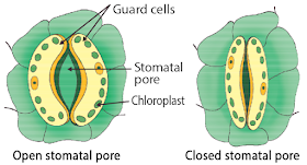 Chapter 6: Life Processes | CBSE Class 10 | NCERT Notes - NotesPedia