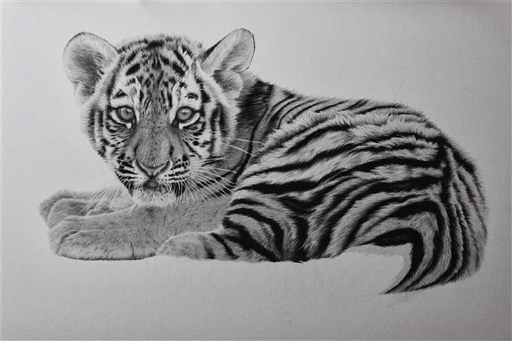 Clive Meredith Wildlife Art: Tiger cub drawing update