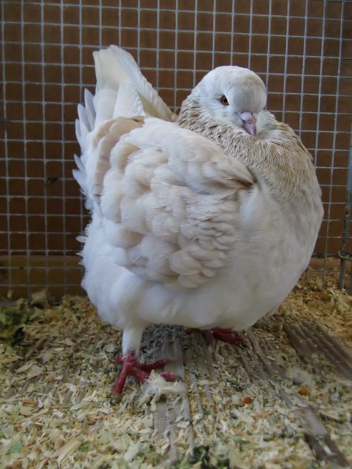 Fancy Pigeon Breeds: Modena Pigeon