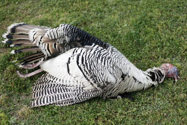 Downriver Outdoors: November 2012