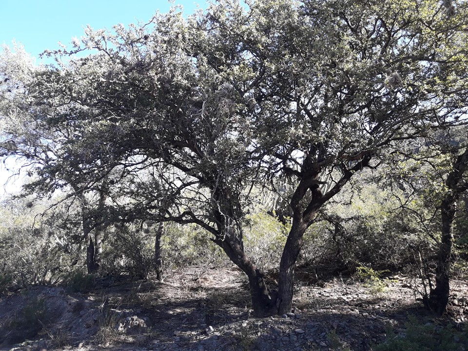 Flora Nativa de Entre Rios